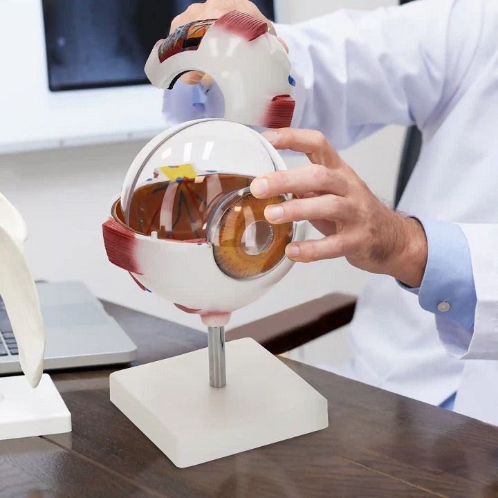 Powiększony model anatomiczny oka na stabilnej podstawie - struktura ...