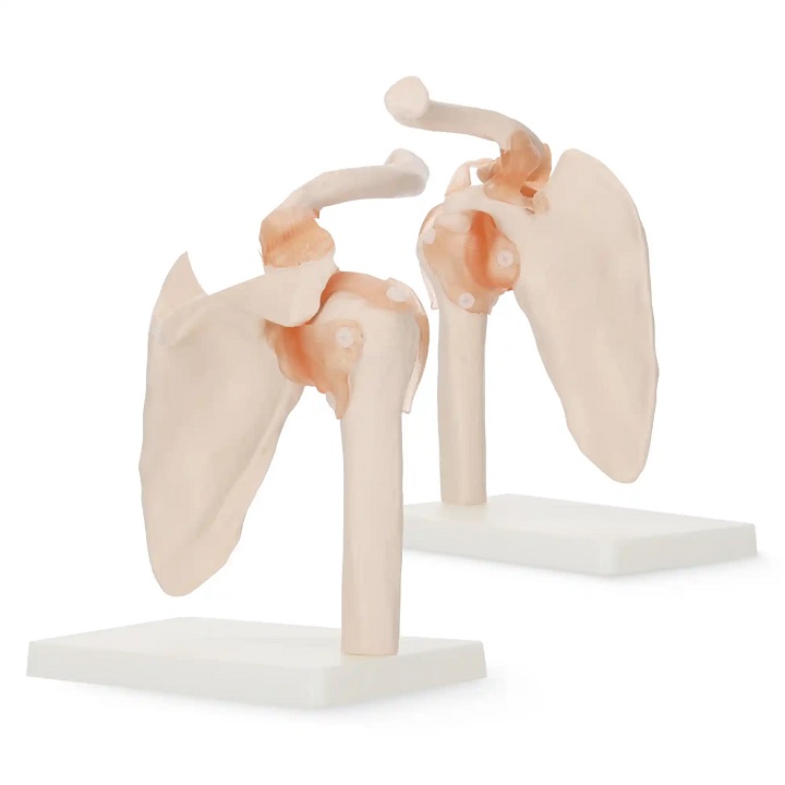 Model anatomiczny 3D - staw barkowy z więzadłami - wysoka jakość ...