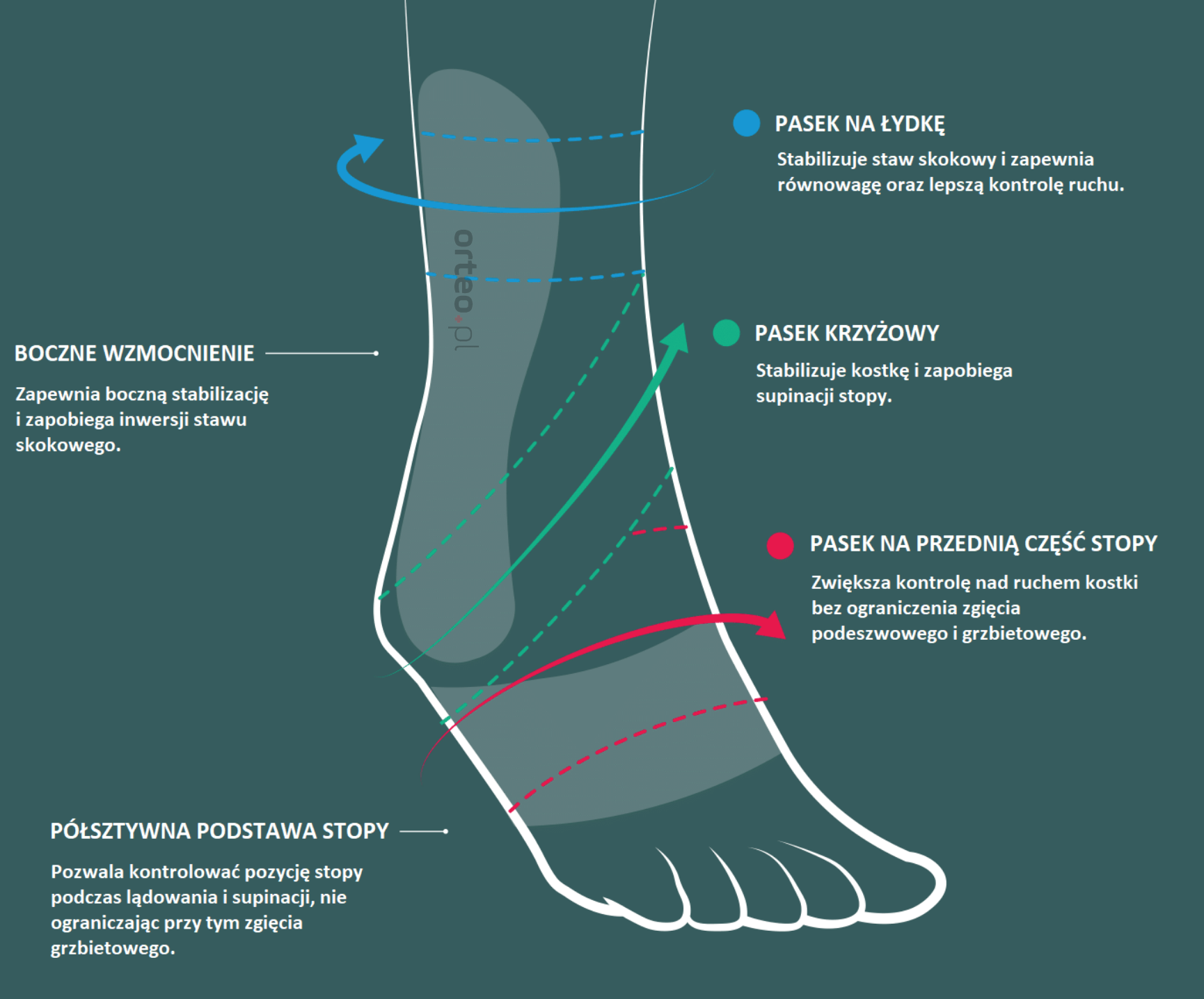 Stabilizator stawu skokowego o modułowej konstrukcji - anatomiczny ...